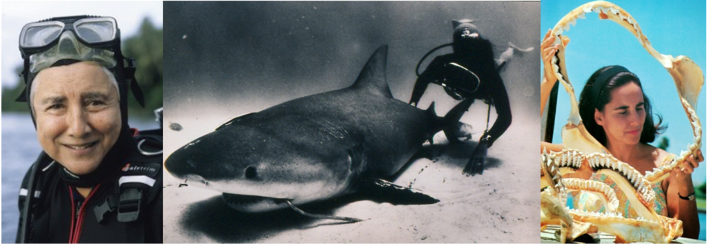 Special Recognition Awards – AES | American Elasmobranch Society