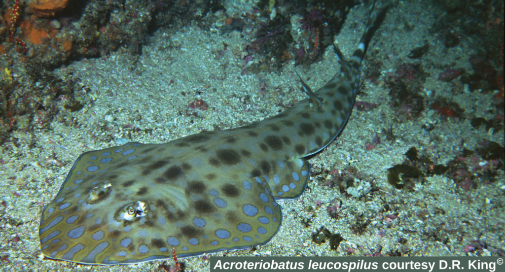 Global Wedgefish & Guitarfish Symposium 2021 – AES | American ...