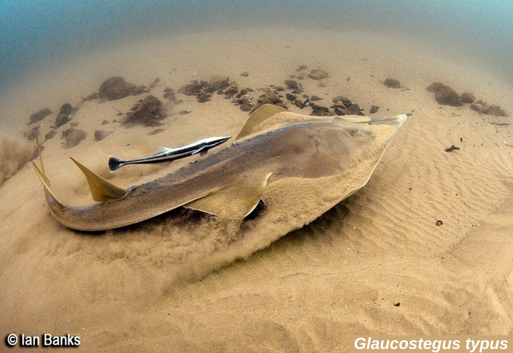 Global Wedgefish & Guitarfish Symposium 2021 – AES | American ...